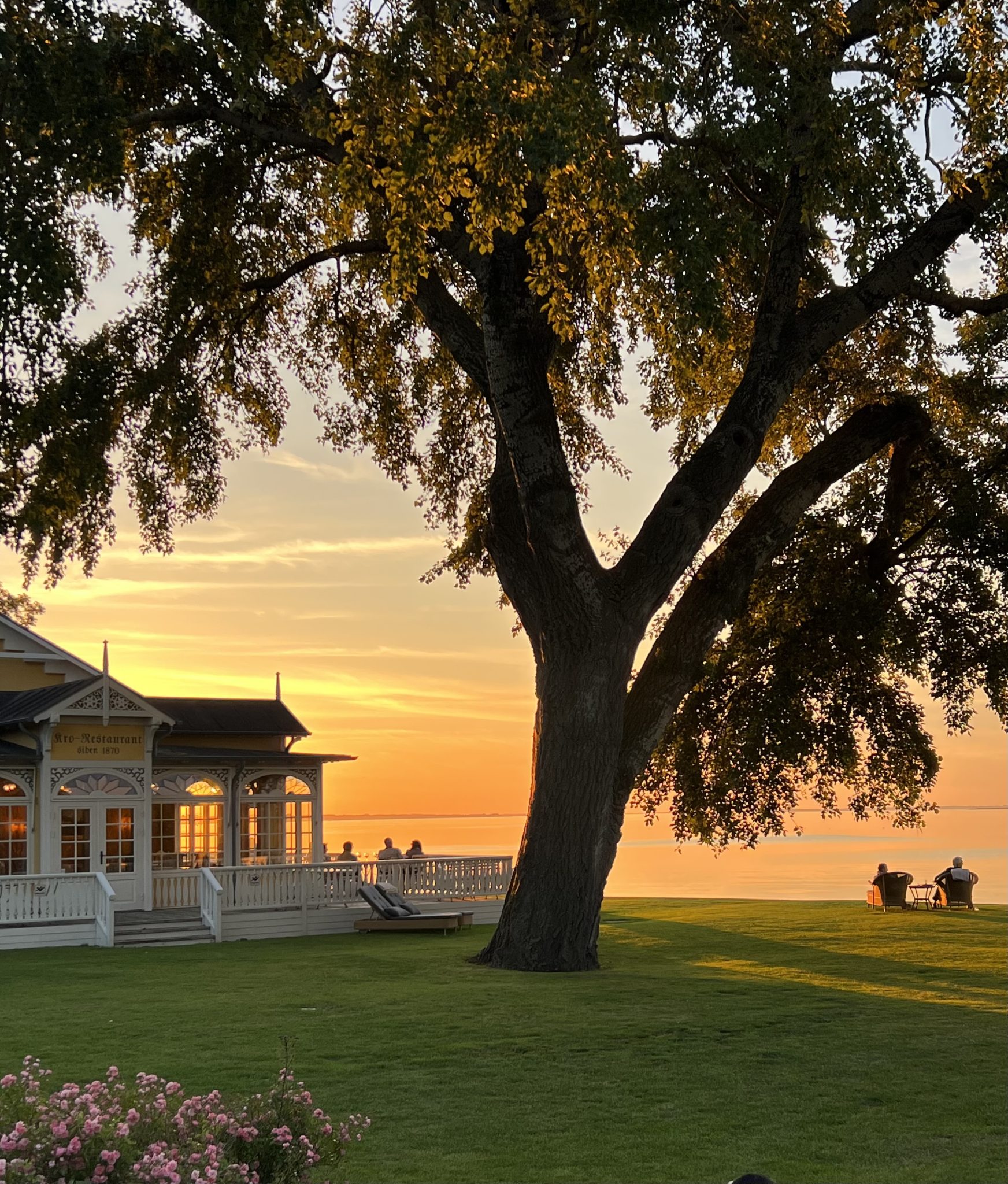 BALLEBRO FÆRGEKRO - OCTOPUS PMS